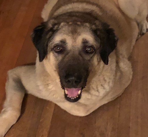 We Are Here for a Season and a Reason – The Story of Our Dog Annie ...